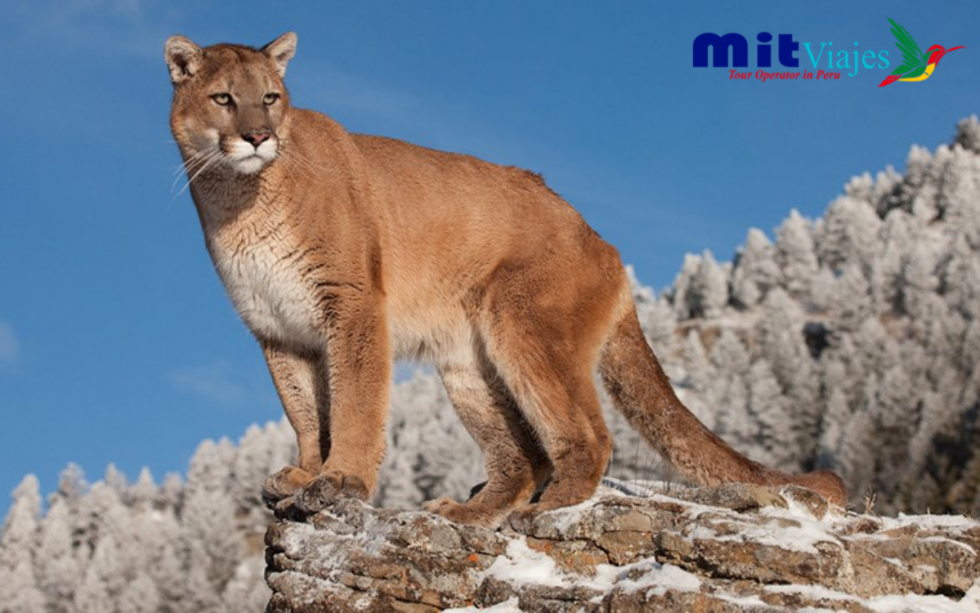 Guía de la ciudad de Cusco | Guia de Cusco | Guias en Cusco | Cusco