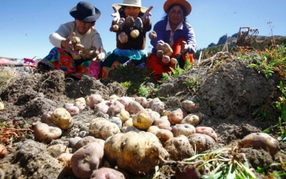La Papa Peruana | la mejor papa es peruano | Batata peruana